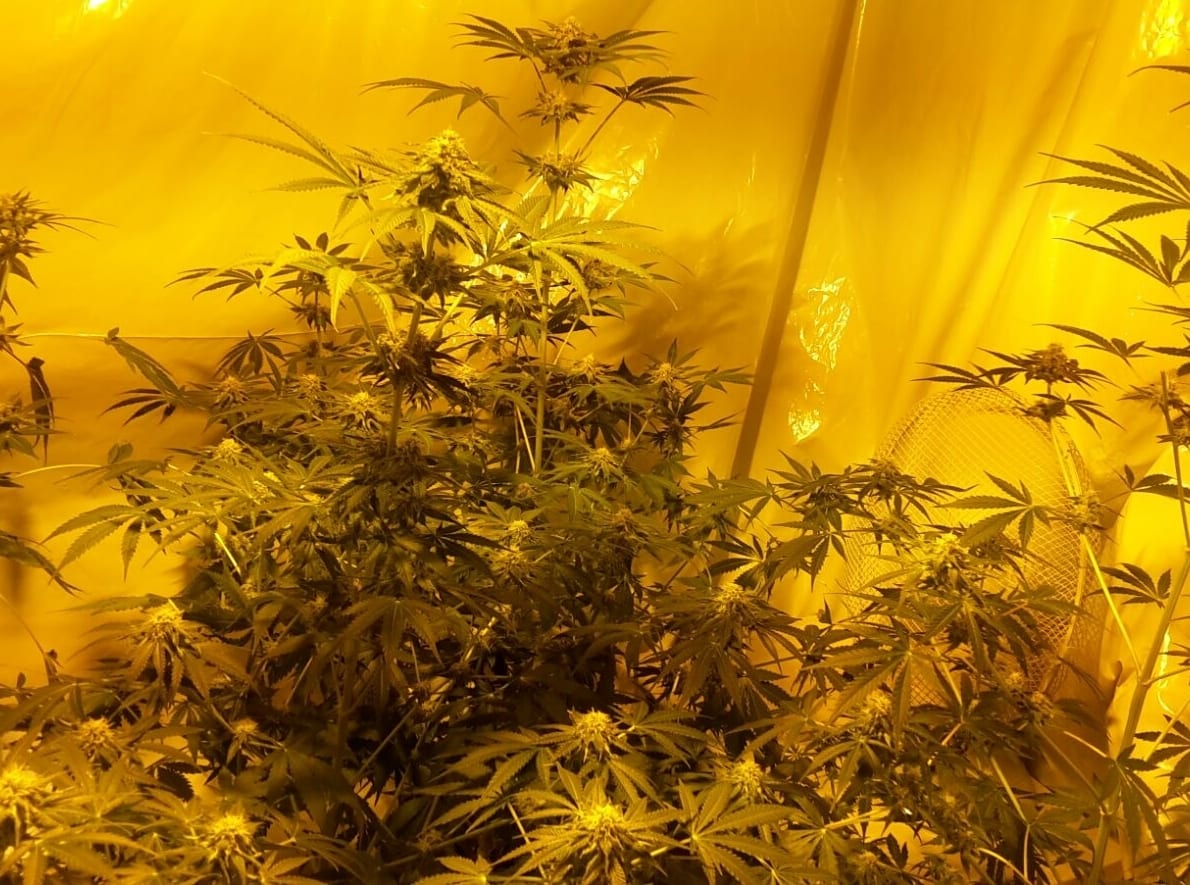 Coltivava la marijuana in casa: arrestato | umbriaON