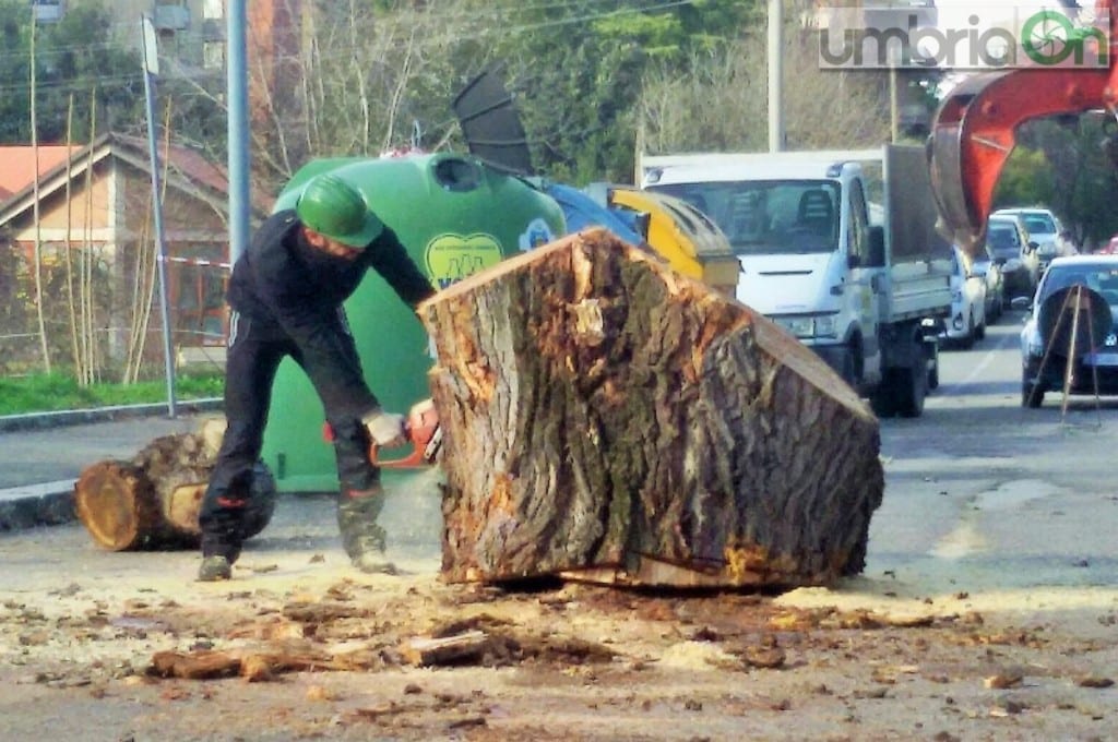 Albero enorme tagliato scuola Orazio Nucula, Terni – 16 gennaio 2016 (7 ...