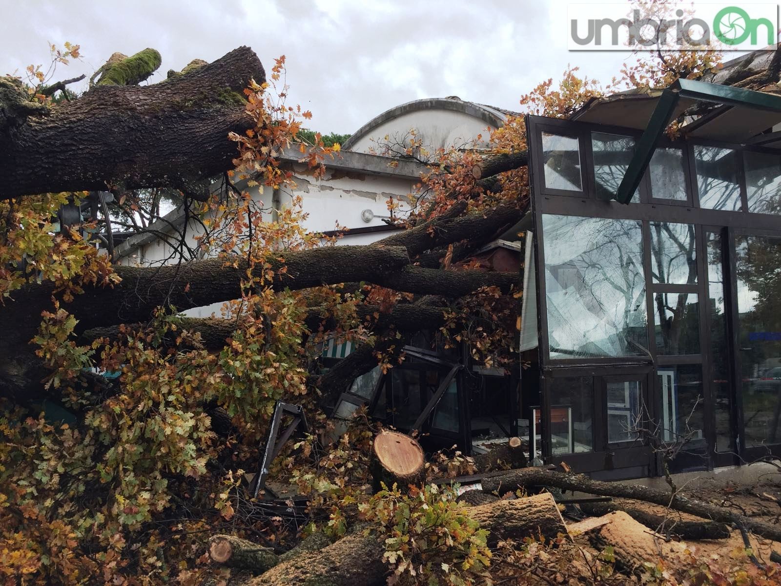 Terni, quercia secolare crolla su capannone | umbriaON Terni, quercia secolare crolla su capannone | umbriaON