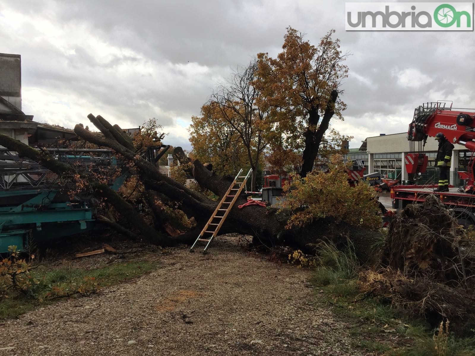 Terni, quercia secolare crolla su capannone | umbriaON Terni, quercia secolare crolla su capannone | umbriaON