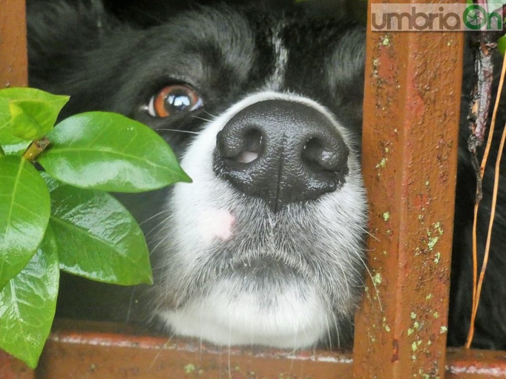 Stroncone, canile da 20 box in arrivo: via libera dalla Regione - UmbriaON