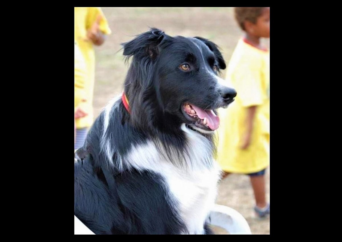 Se n’è andato Moss, cane-eroe che salvava vite | umbriaON