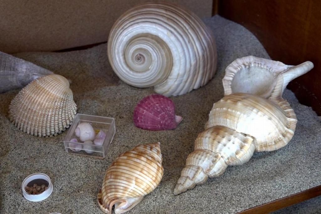 Città di Castello: in mostra la più grande collezione di conchiglie d ...