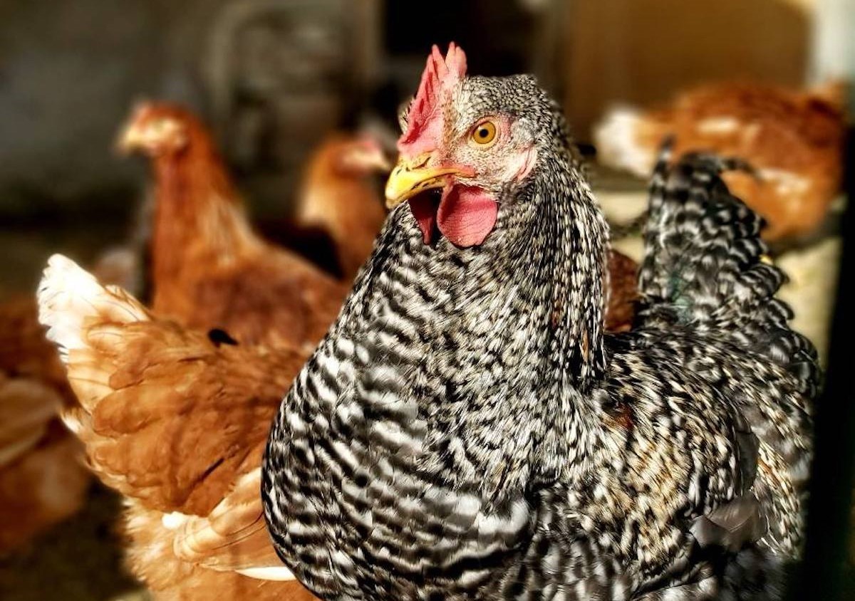 Terni: razzìa di galline a Maratta con tanto di danni alle proprietà ...