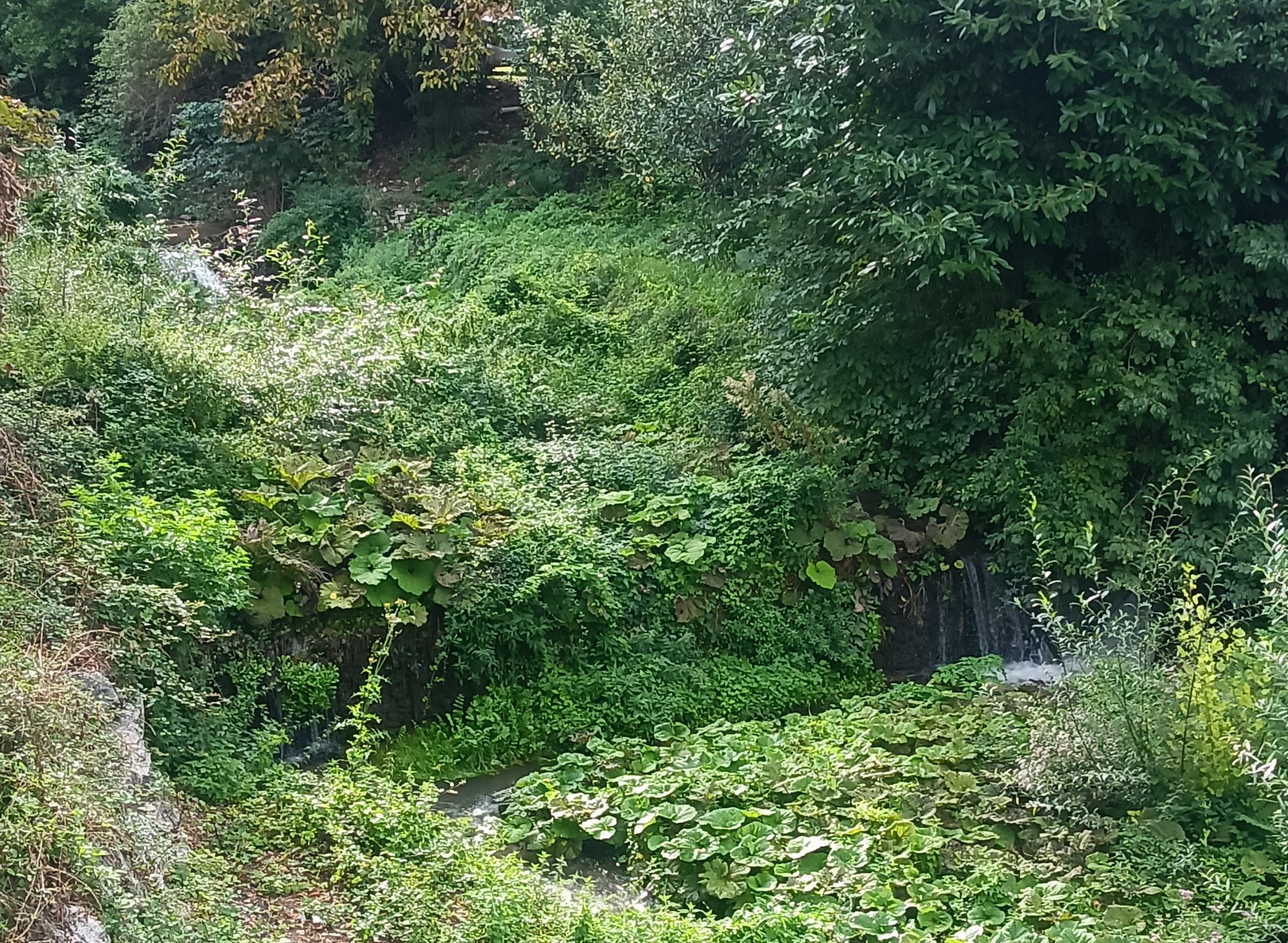 «Il fosso di Monterivoso invaso dalla vegetazione selvaggia» - UmbriaON